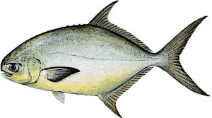 How To Catch Pompano - Fishing Tips