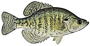 How to Catch Crappie - Fishing Tips