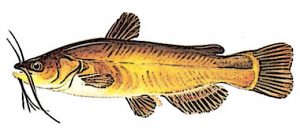 How to Catch Bullhead Catfish - Fishing Tips