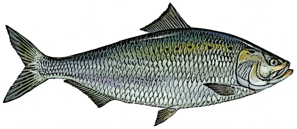 How to Catch American Shad - Fishing Tips