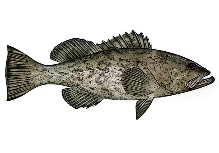 How to Catch Grouper - Fishing Tips