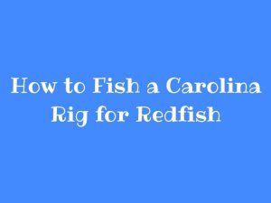 Carolina Rig for Redfish - Fishing Technique