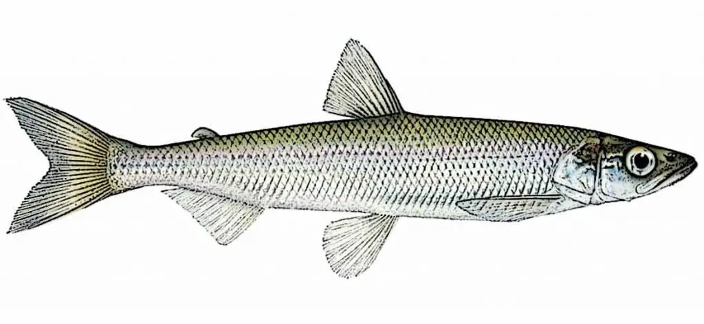 Smelt Fishing Tips - Catch More Smelt